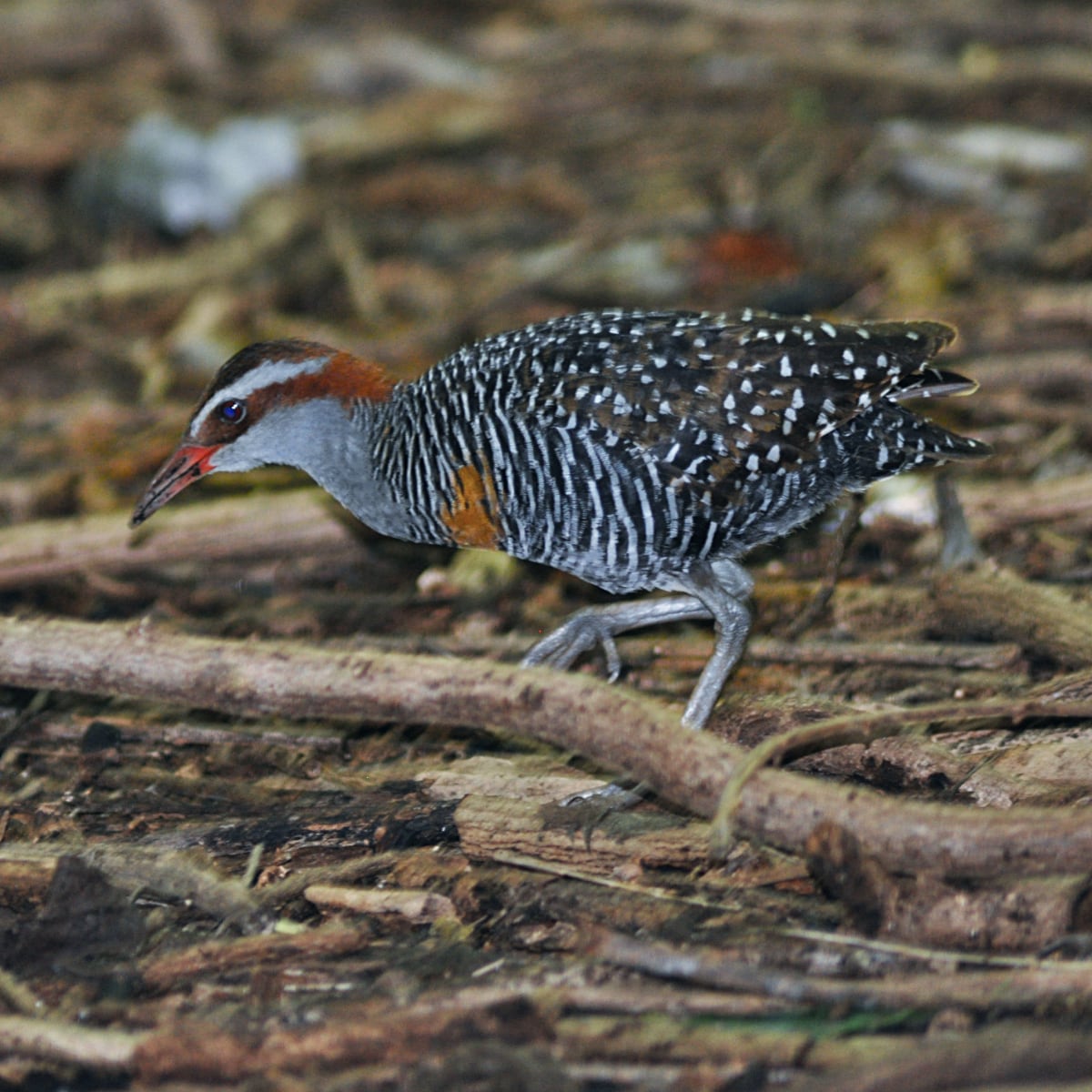 Cocos buff-banded rail | Pulu Keeling National Park | Parks Australia