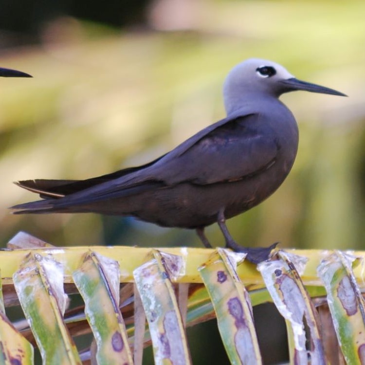Media centre | Pulu Keeling National Park | Parks Australia