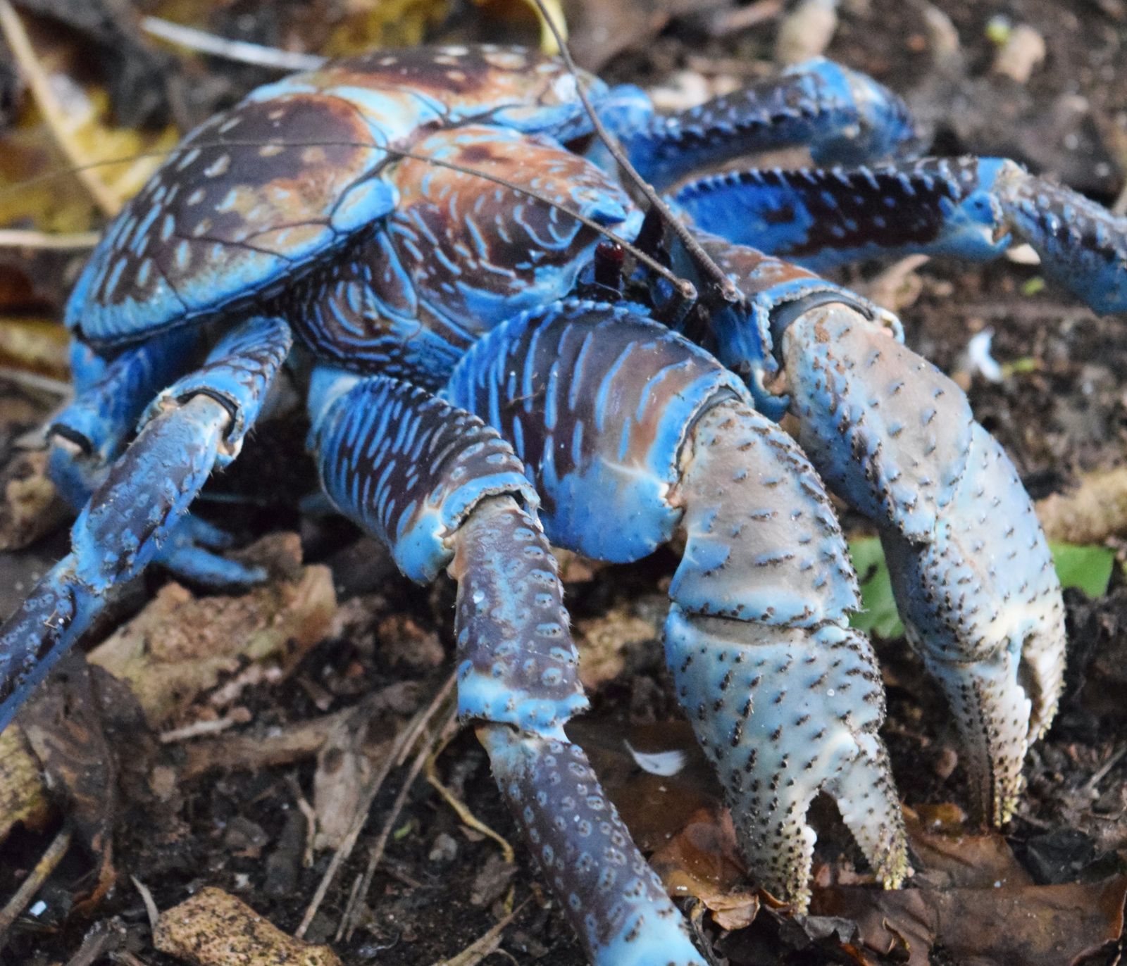 Crabs | Pulu Keeling National Park | Parks Australia