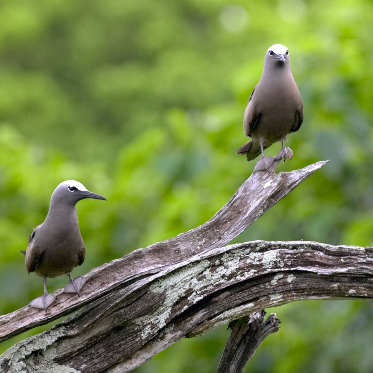 Common noddy | Pulu Keeling National Park | Parks Australia