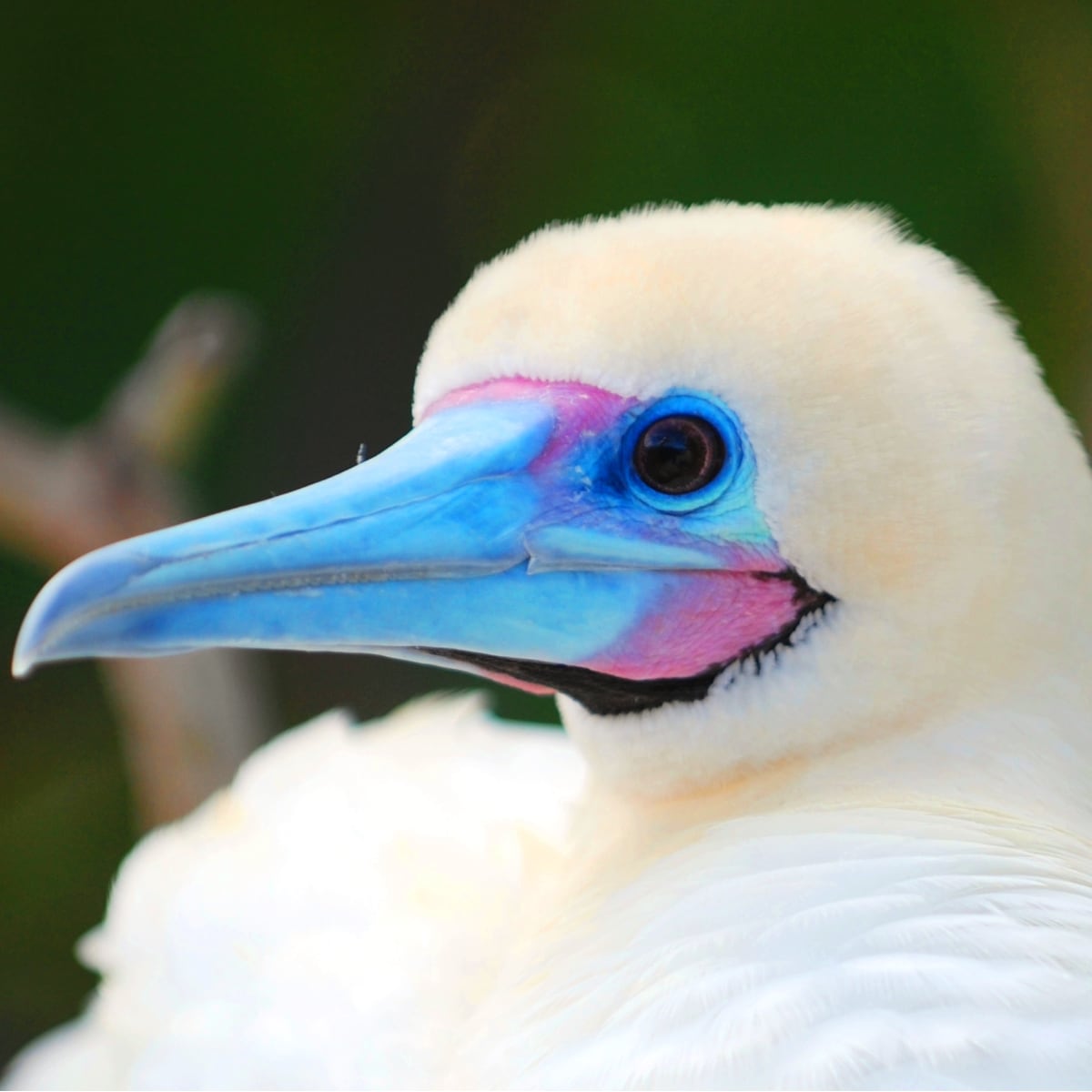 Pulu Keeling National Park | Parks Australia