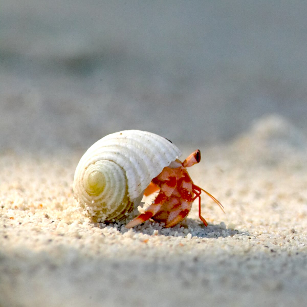 Crabs | Pulu Keeling National Park | Parks Australia