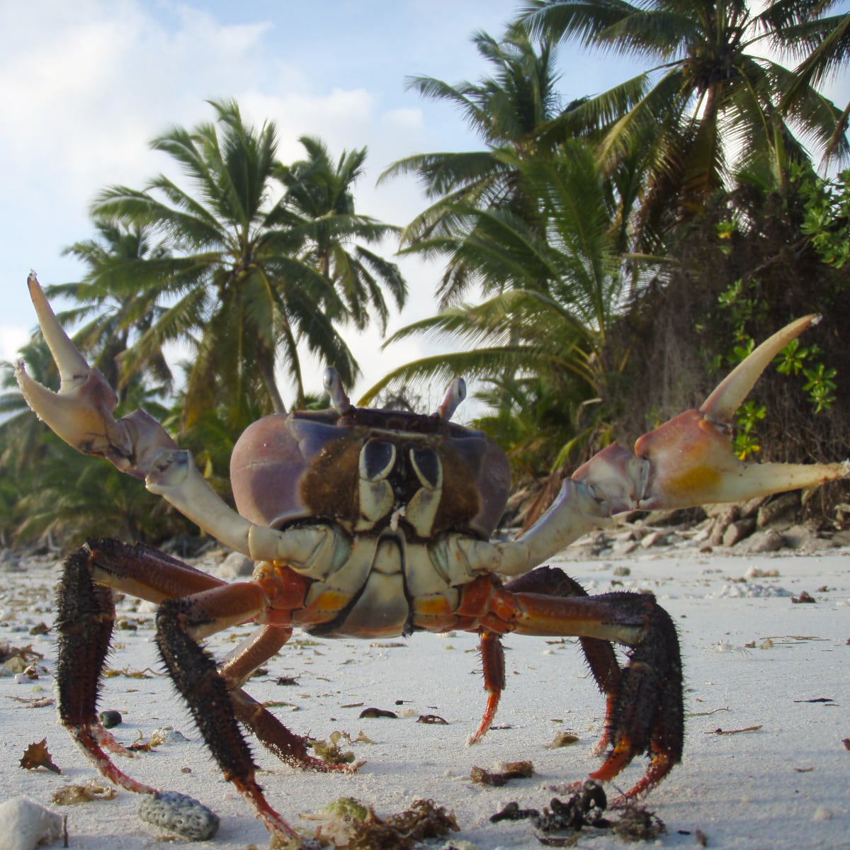 About us | Pulu Keeling National Park | Parks Australia