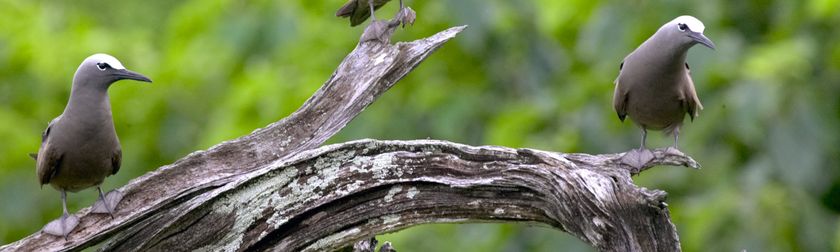 Common noddy | Pulu Keeling National Park | Parks Australia