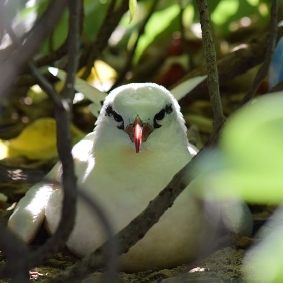 Birds | Pulu Keeling National Park | Parks Australia